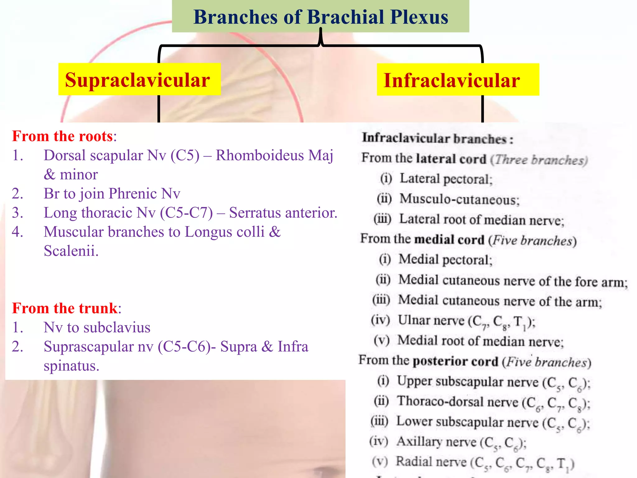 Brachial plexus of nerves.pptx