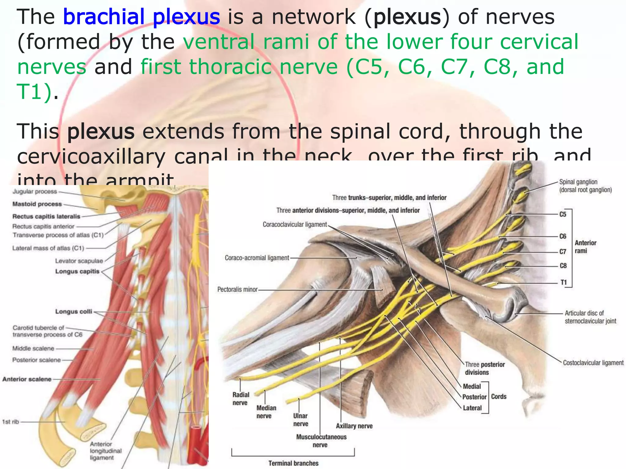 Brachial plexus of nerves.pptx