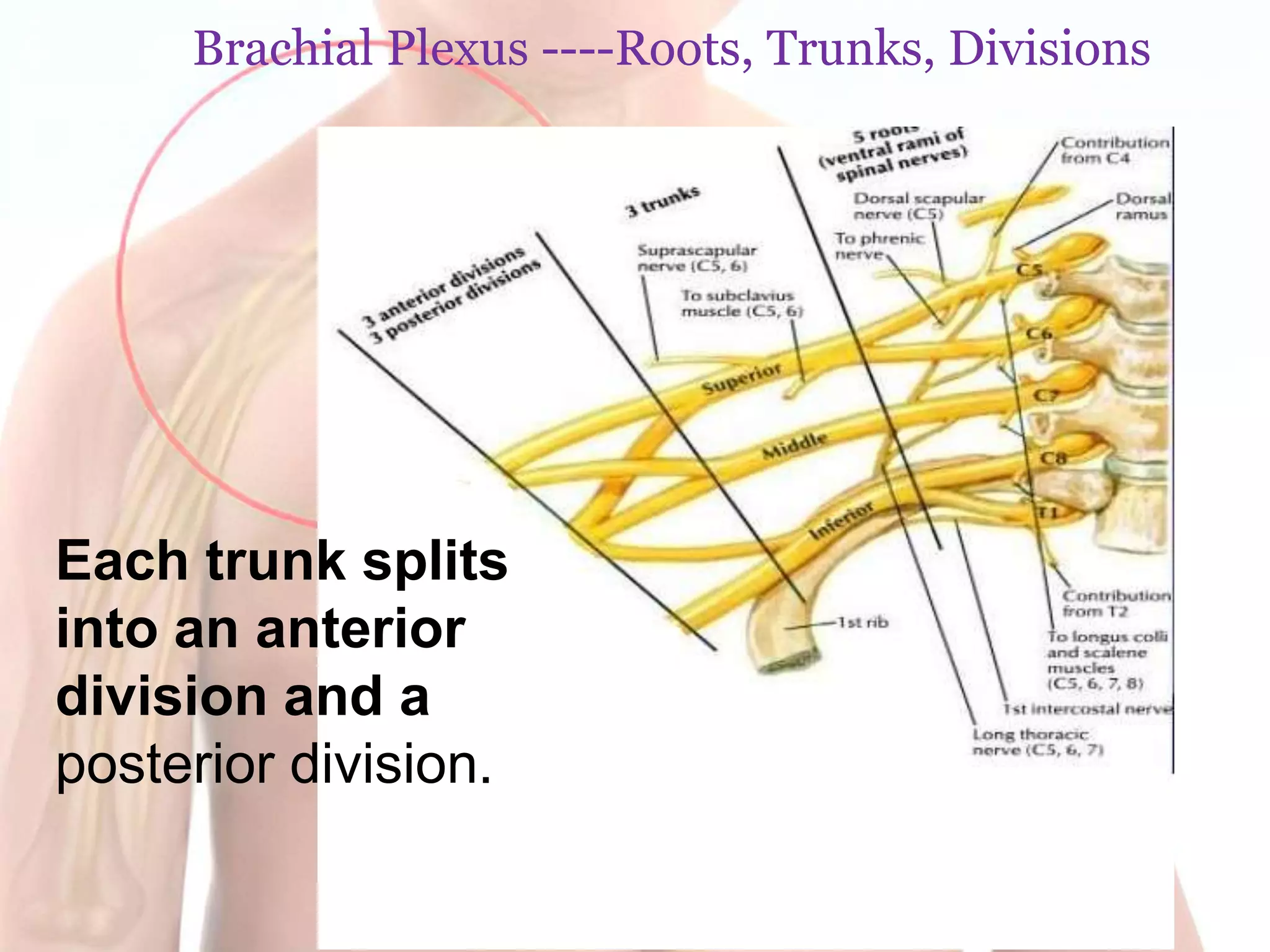 Brachial plexus of nerves.pptx