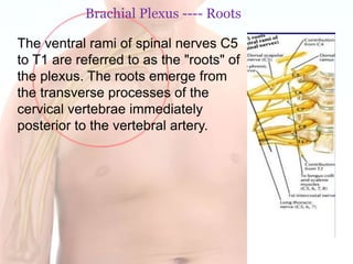 Brachial plexus of nerves.pptx