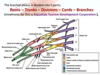 Brachial plexus of nerves.pptx