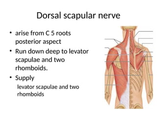 Brachial plexus(origin and course of radial, median.pptx