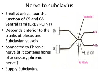 Brachial plexus(origin and course of radial, median.pptx
