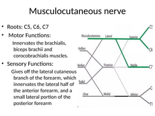 Brachial plexus(origin and course of radial, median.pptx