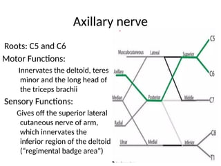 Brachial plexus(origin and course of radial, median.pptx
