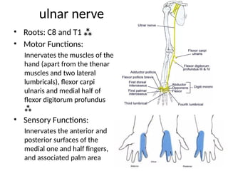 Brachial plexus(origin and course of radial, median.pptx