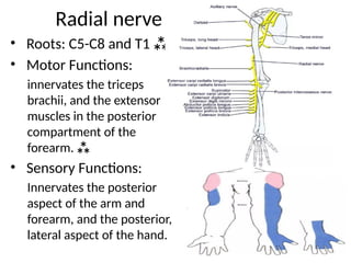 Brachial plexus(origin and course of radial, median.pptx