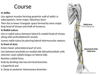 Brachial plexus(origin and course of radial, median.pptx