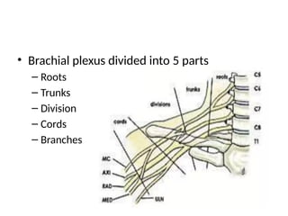 Brachial plexus(origin and course of radial, median.pptx