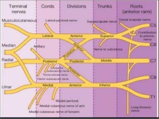 Brachial plexus(origin and course of radial, median.pptx