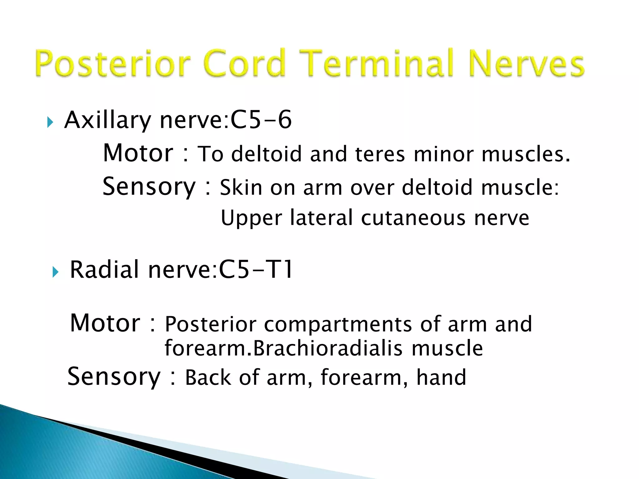 Brachial plexus ppt by dr. mittal lohar | PPTX