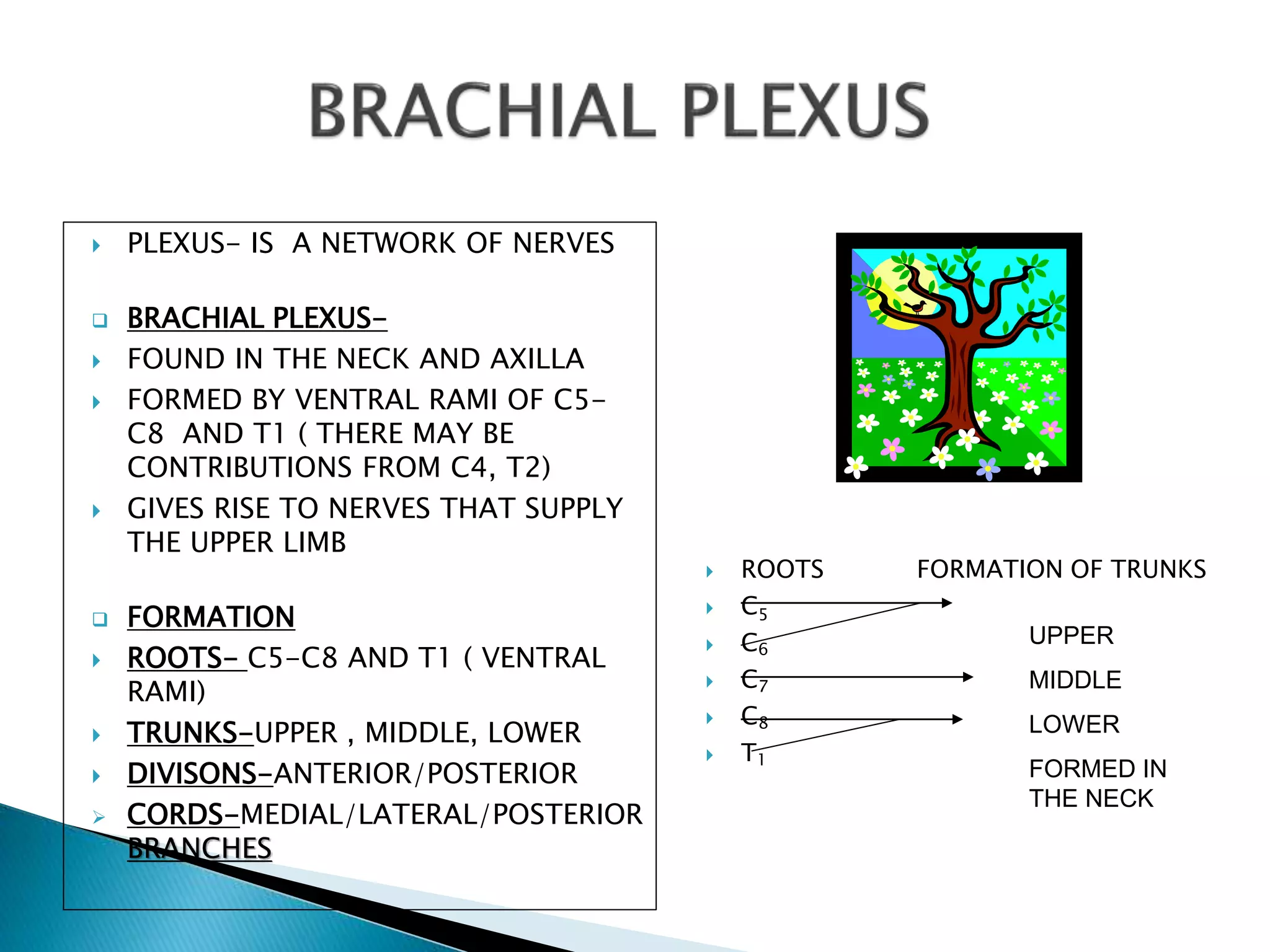 Brachial plexus ppt by dr. mittal lohar | PPT