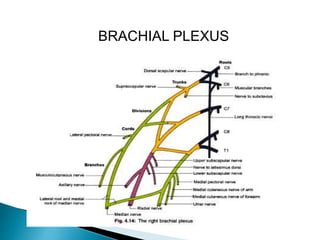 Brachial plexus ppt by dr. mittal lohar | PPT