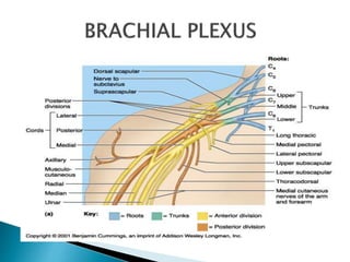 Brachial plexus ppt by dr. mittal lohar | PPT