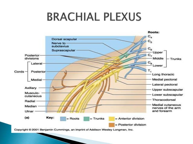 Brachial plexus ppt by dr. mittal lohar | PPT