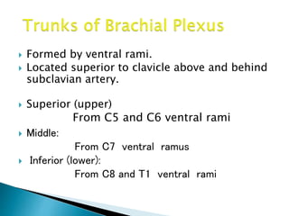 Brachial plexus ppt by dr. mittal lohar | PPT