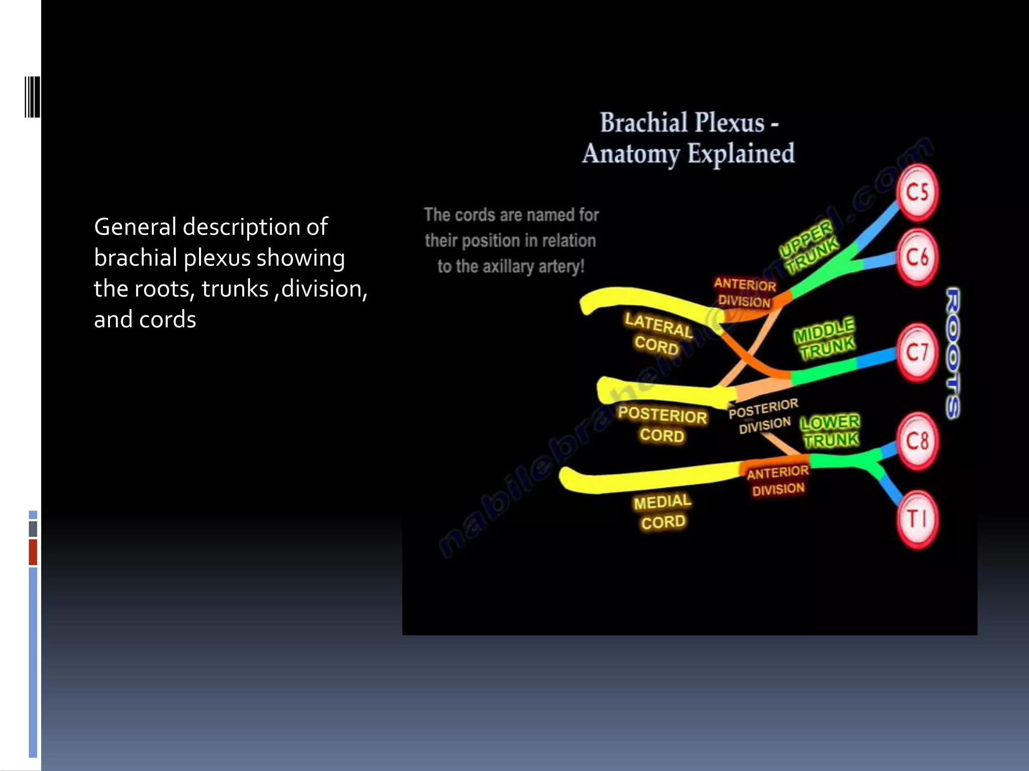 Brachial plexus summary | PPTX | Death, Injury, or Military Conflict | Sensitive Topics