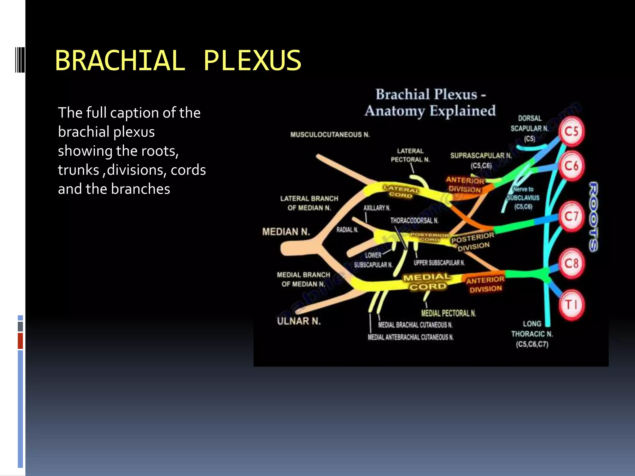 Brachial plexus summary | PPTX | Death, Injury, or Military Conflict ...