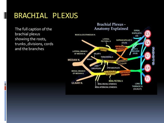 Brachial plexus summary | PPT