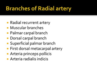 Brachial radial & ulnar artery.pptx