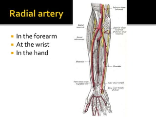 Brachial radial & ulnar artery.pptx