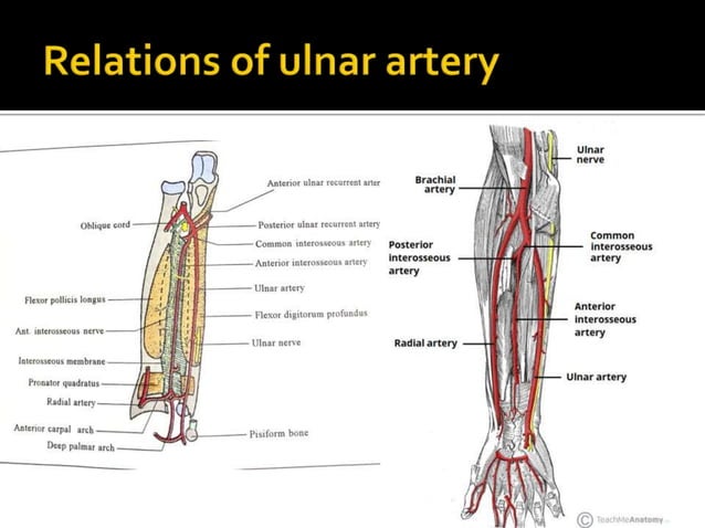 Brachial Radial And Ulnar Arterypptx