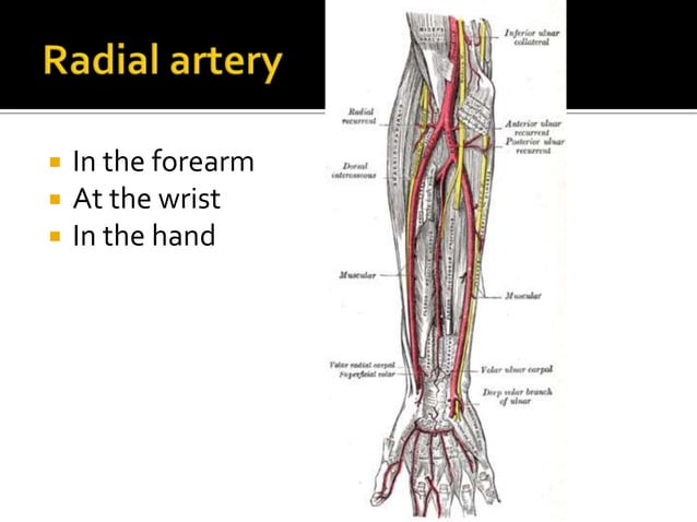Brachial radial & ulnar artery.pptx