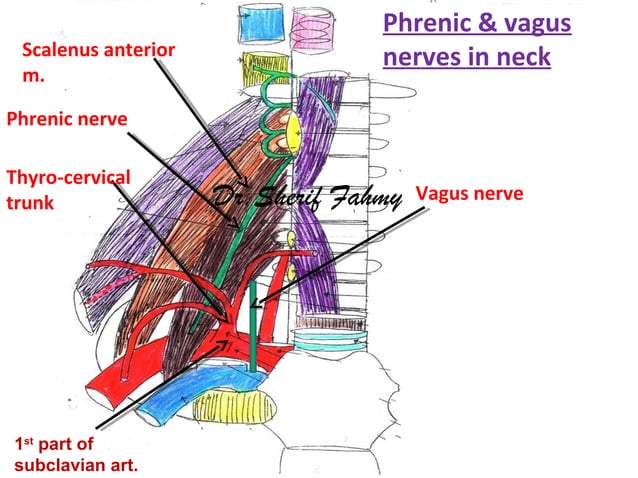 Brachiocephalic Veins (Anatomy of the Thorax) | PPS