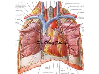 Thoracic Duct Netter