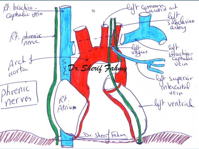 Brachiocephalic Veins (Anatomy of the Thorax)
