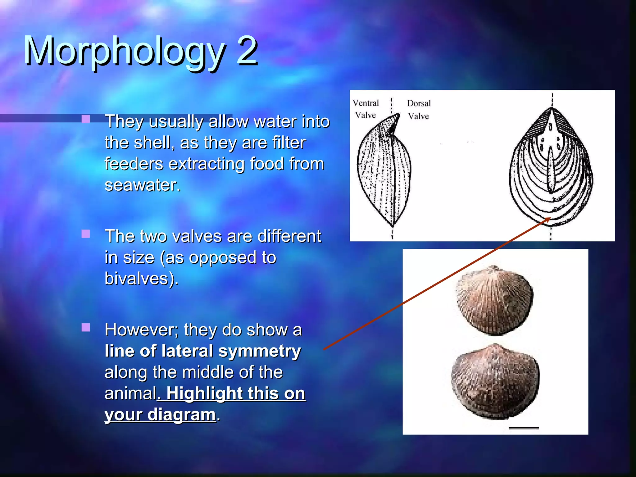 Brachiopods | PPT