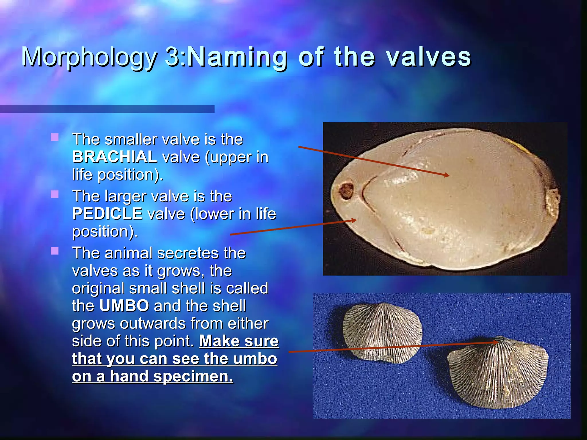 Brachiopods | PPT