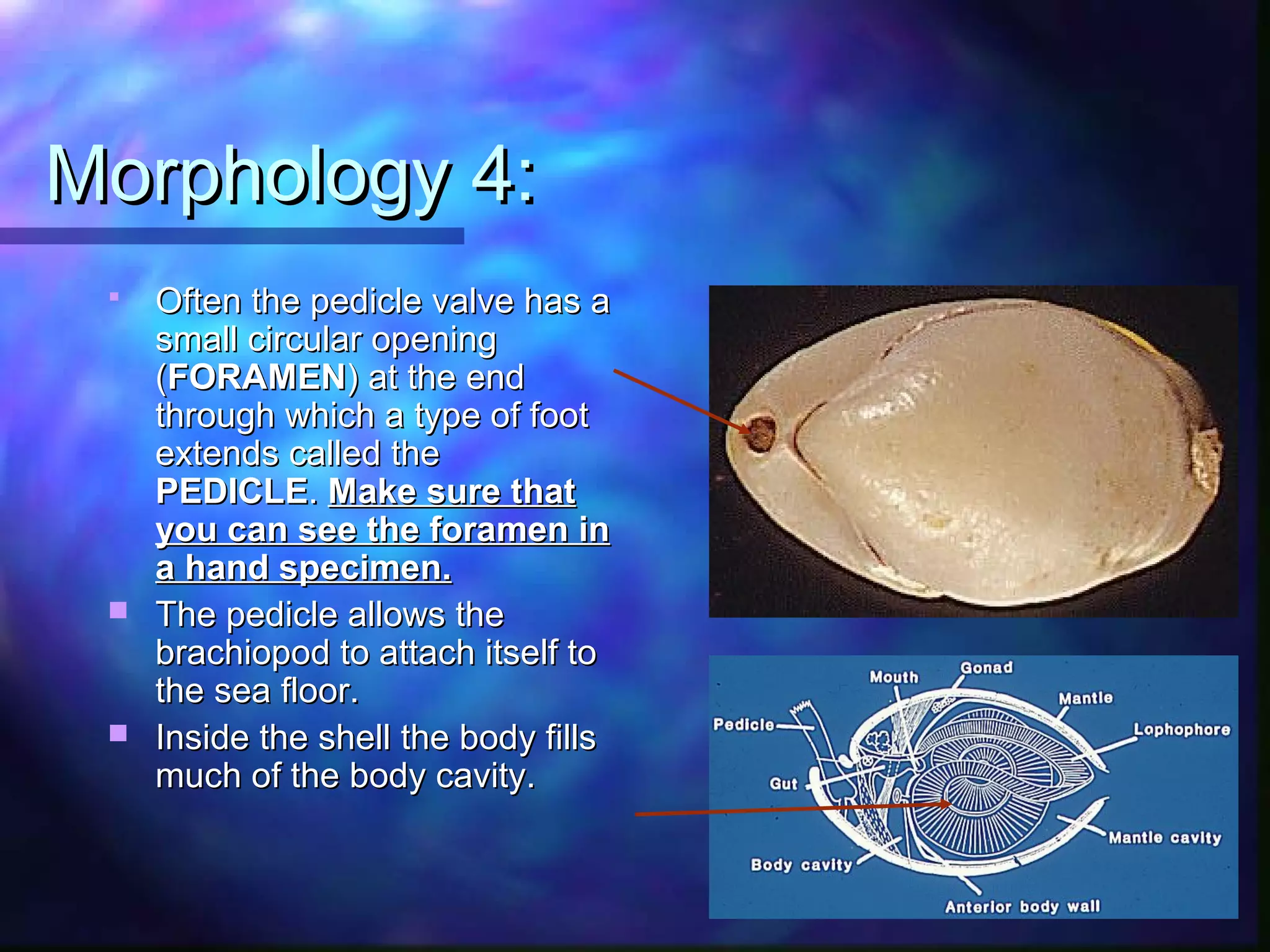 Brachiopods | PPT
