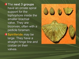 Brachiopods | PPT