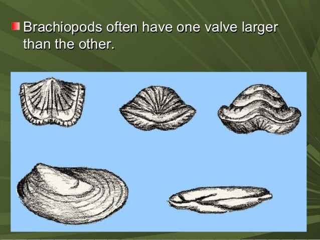 Brachiopods