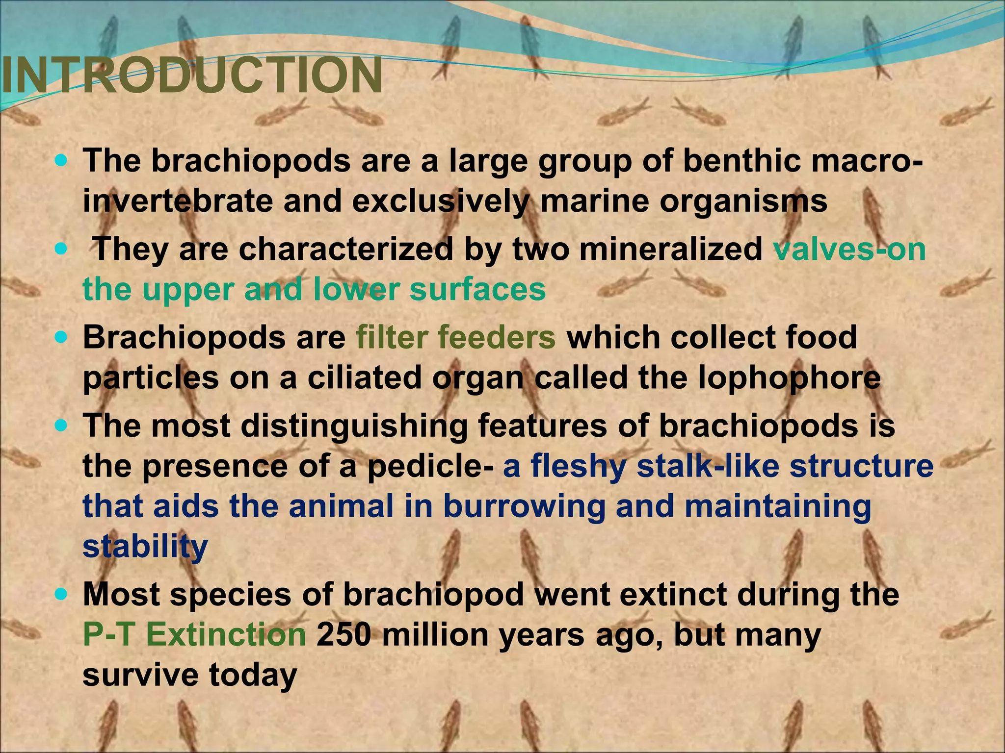 Brachiopods by Paras khati.ppt