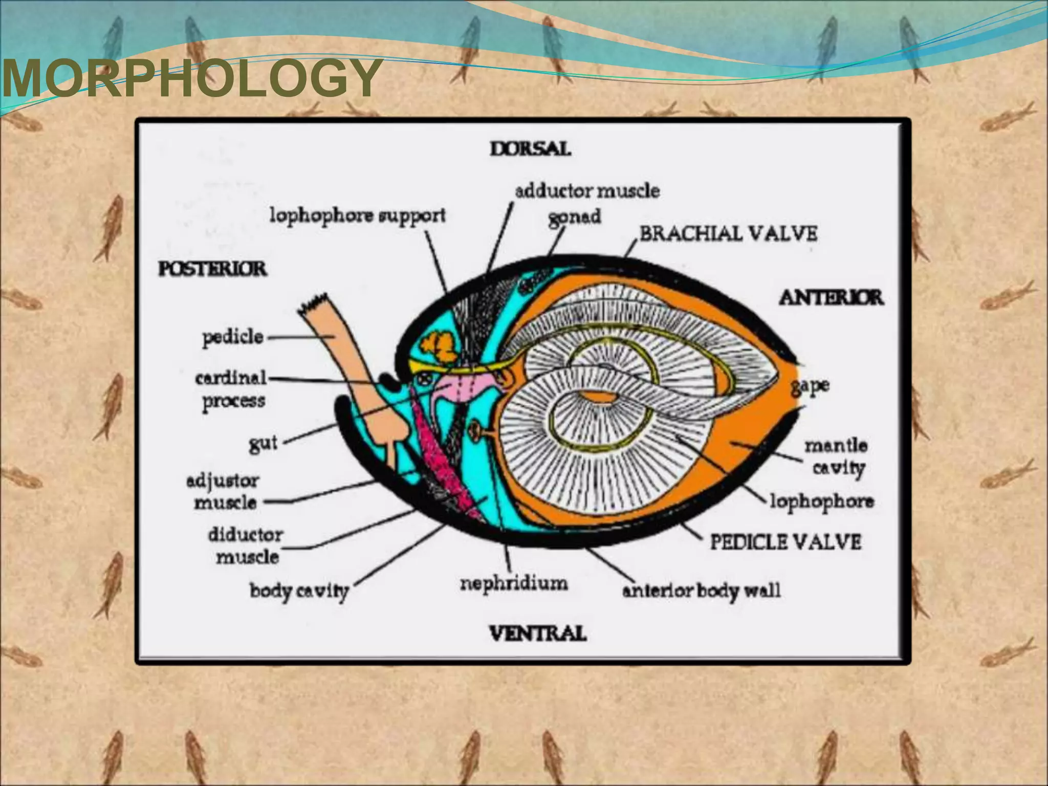 Brachiopods by Paras khati.ppt