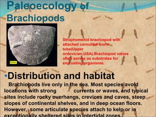 Brachiopods by Paras khati.ppt