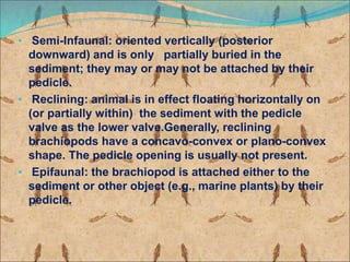 Brachiopods by Paras khati.ppt