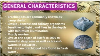 brachiopods general characteristics.pptx