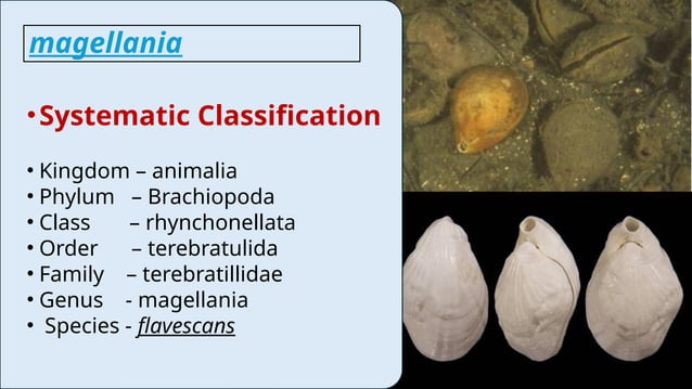 brachiopods general characteristics.pptx