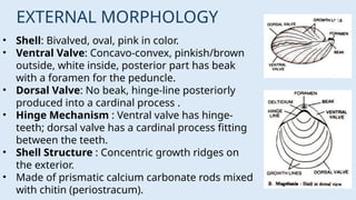 brachiopods general characteristics.pptx