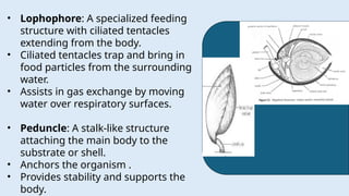 brachiopods general characteristics.pptx