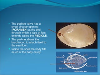 Brachipoda.pdf