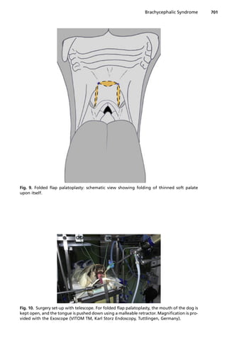 Brachycephalic Syndrome.pdf