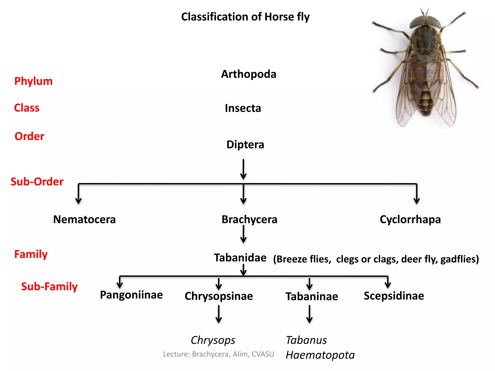 Brachycera (tabanus), Md Abdul Alim, CVASU, Bangladesh | PPTX