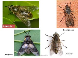 Brachycera (tabanus), Md Abdul Alim, CVASU, Bangladesh | PPTX
