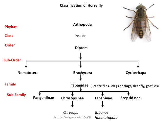 Brachycera (tabanus), Md Abdul Alim, CVASU, Bangladesh