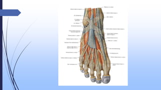 Brachymetatarsia | PPTX