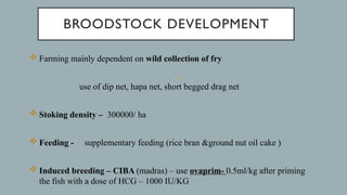 brackish water fishes breeding......pptx